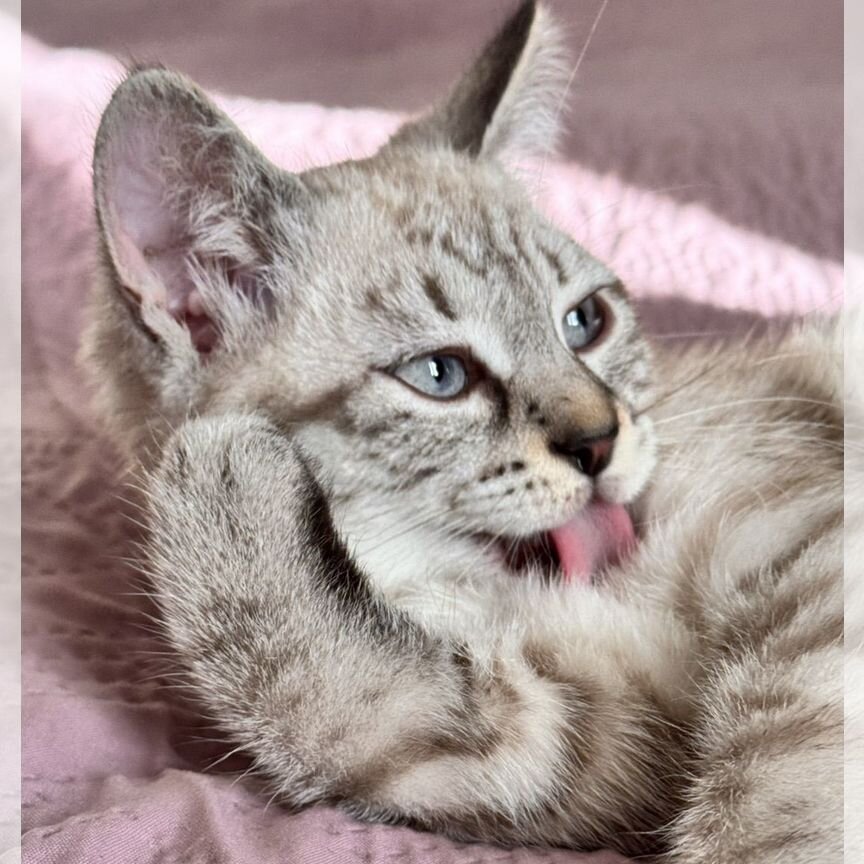Котенок невская маскарадная
