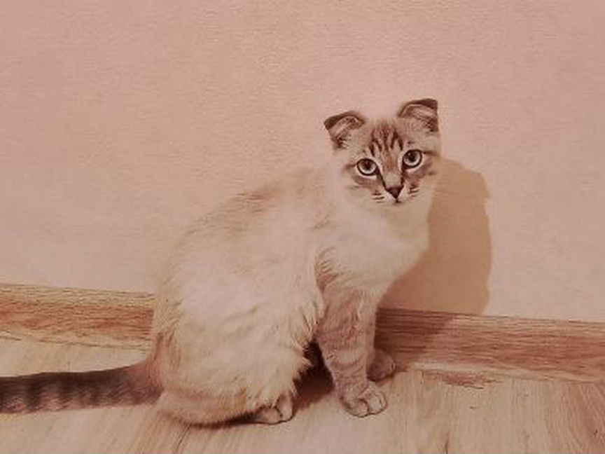 Отдам в хорошие руки