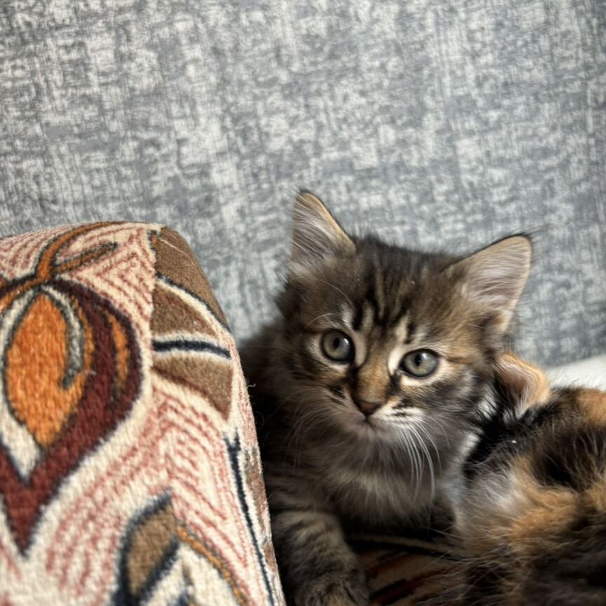 Отдам в добрые руки