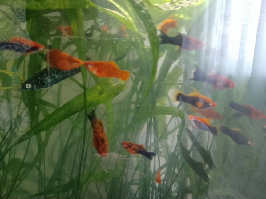 Рыбки для аквариума