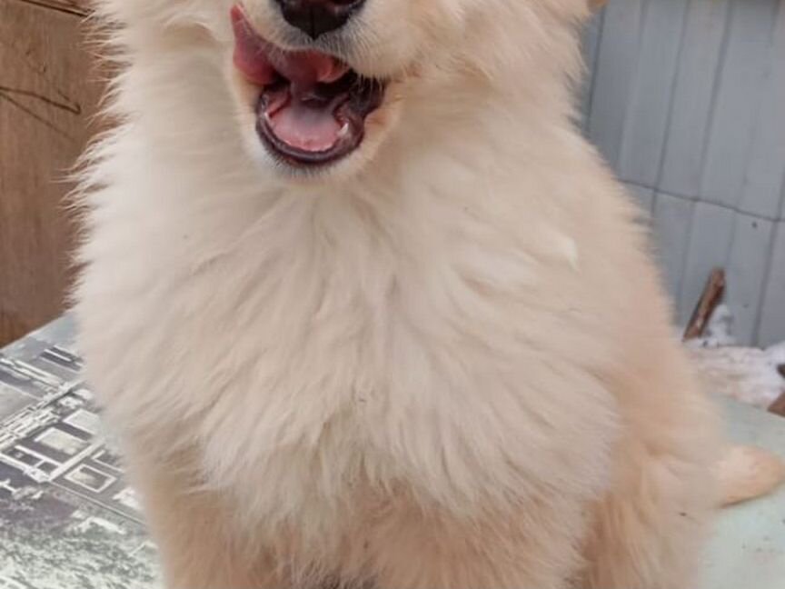 Щенок Мультик в добрыеруки