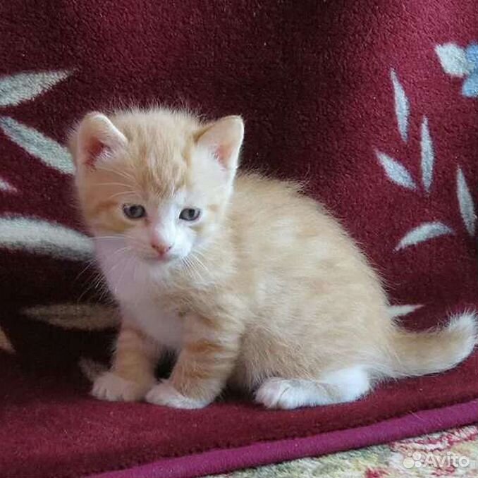 Котята приученные с доставкой