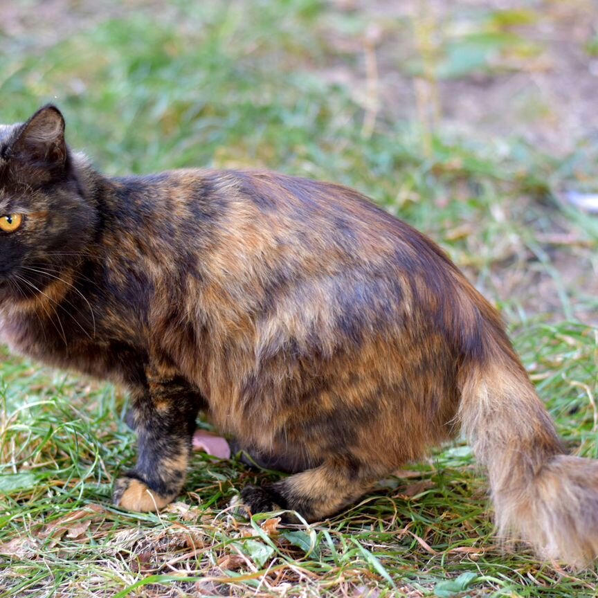 Кошечка в добрые руки