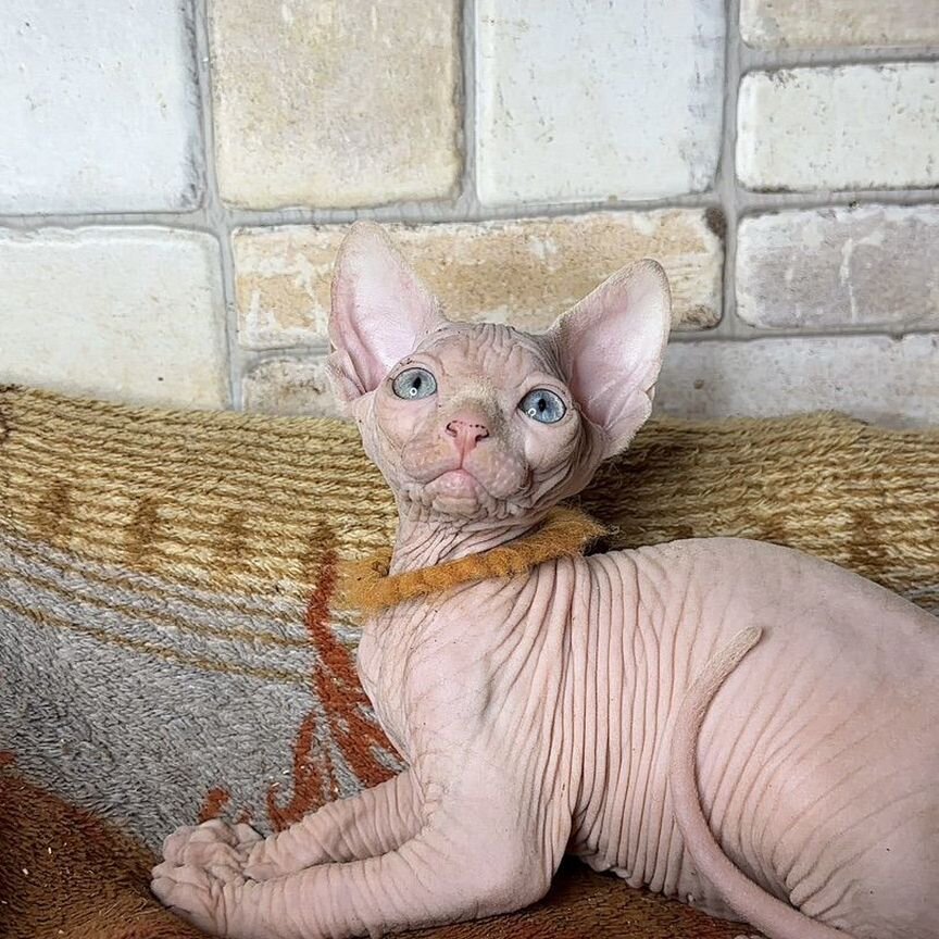 Канадский сфинкс разноглазая