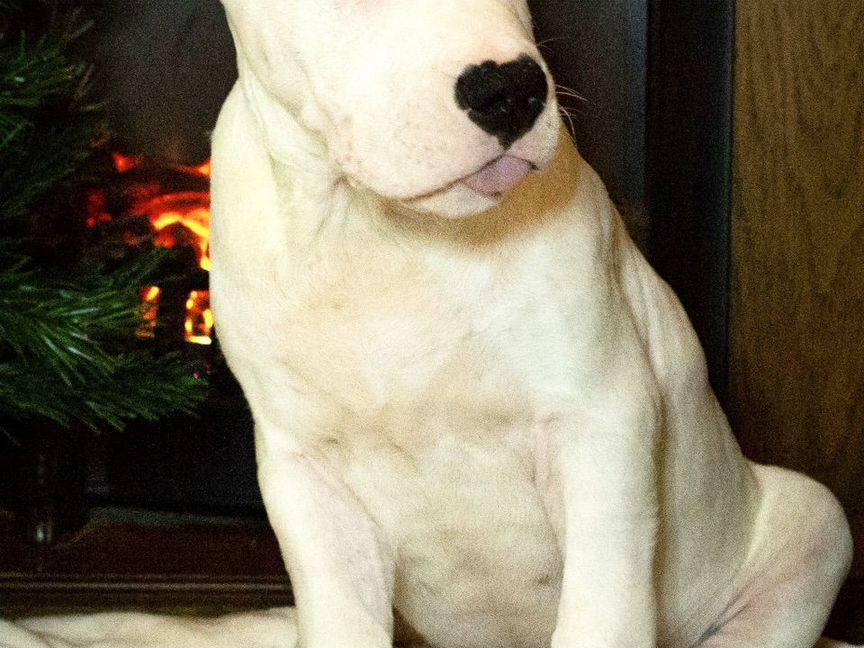 Аргентинский дог