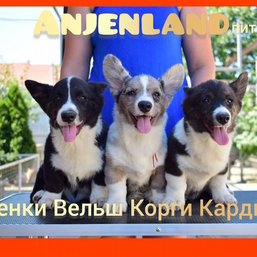 Щенки мальчики Корги