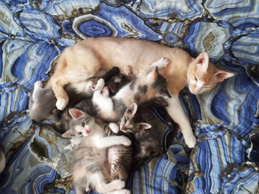 Котята в добрые руки