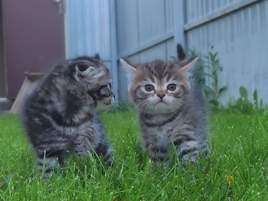 Котята метисы от вислоухих родителей