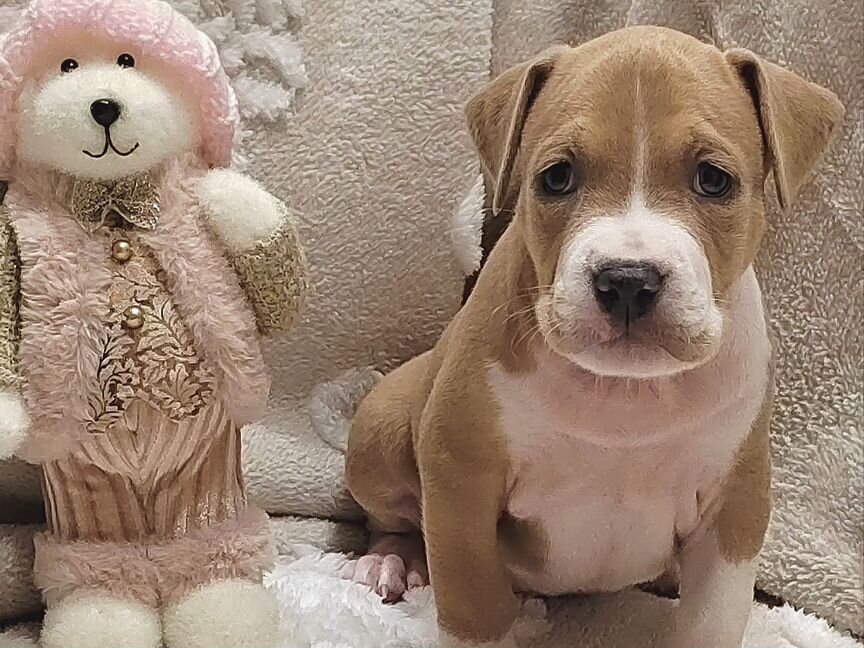 Стаффордширский терьер щенок