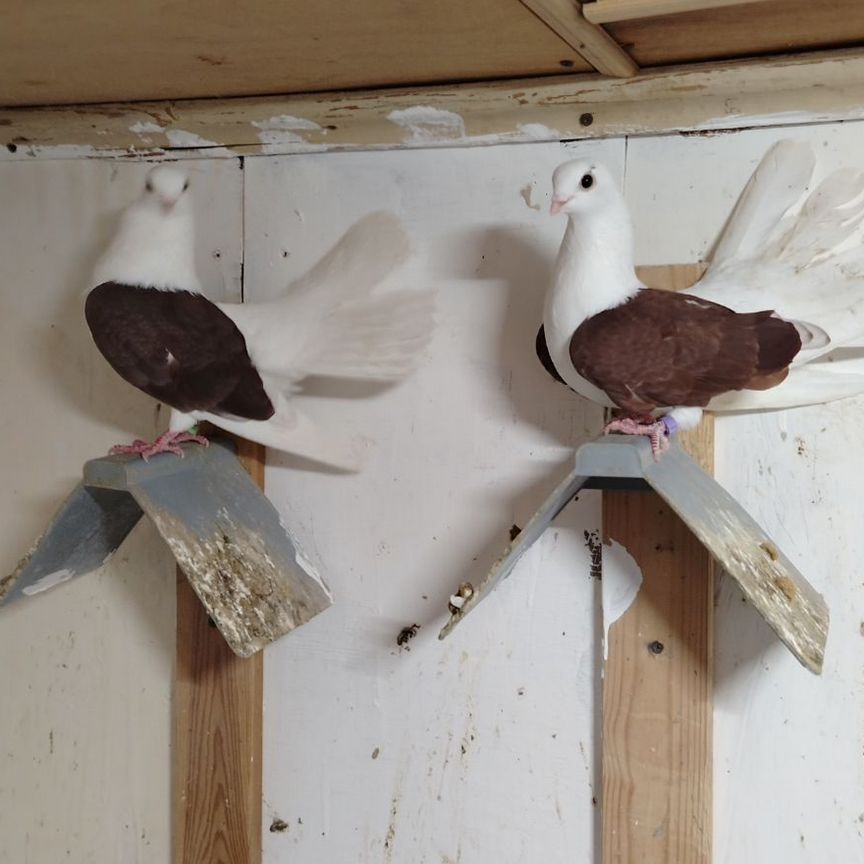 Продажа голубей