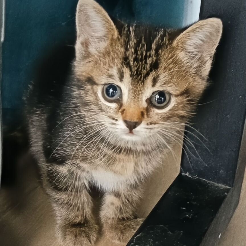 Шотландский прямоухий короткошёрстный котёнок