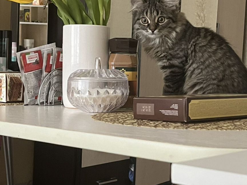 Котенок 3-4 месяца