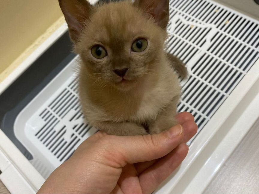 Бурманский котенок
