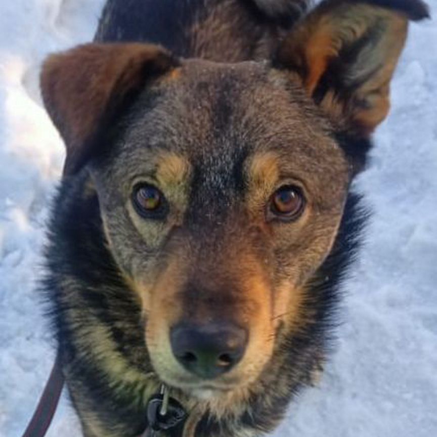 Ищем дом. Макс