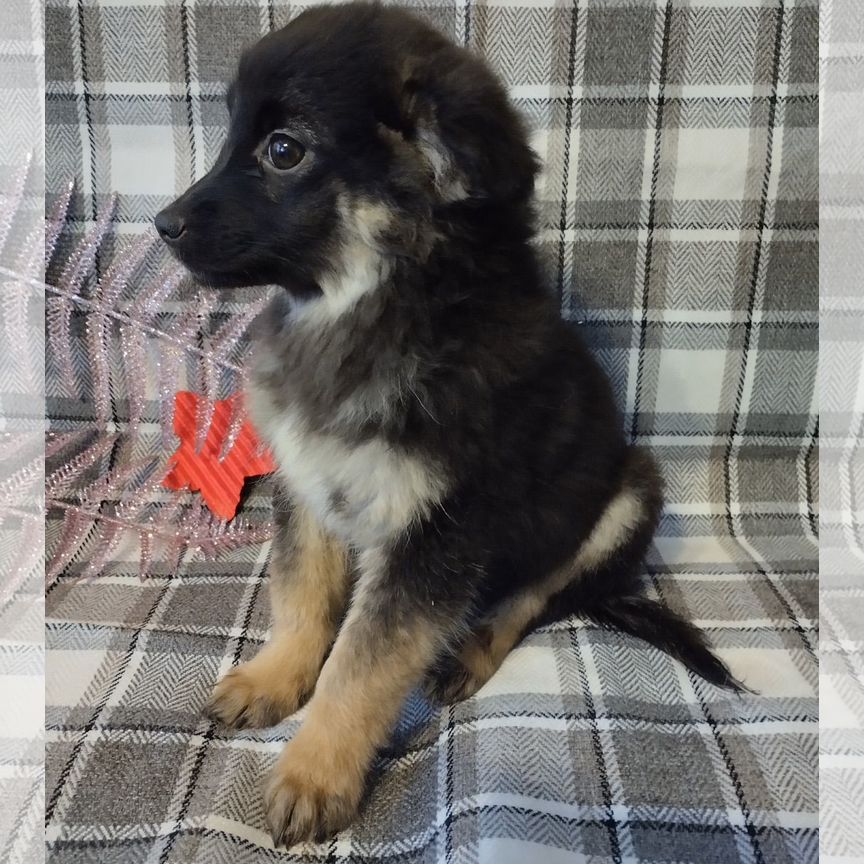 Щенок в добрые руки