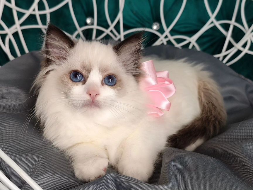 Malva, девочка рэгдолл с родословной