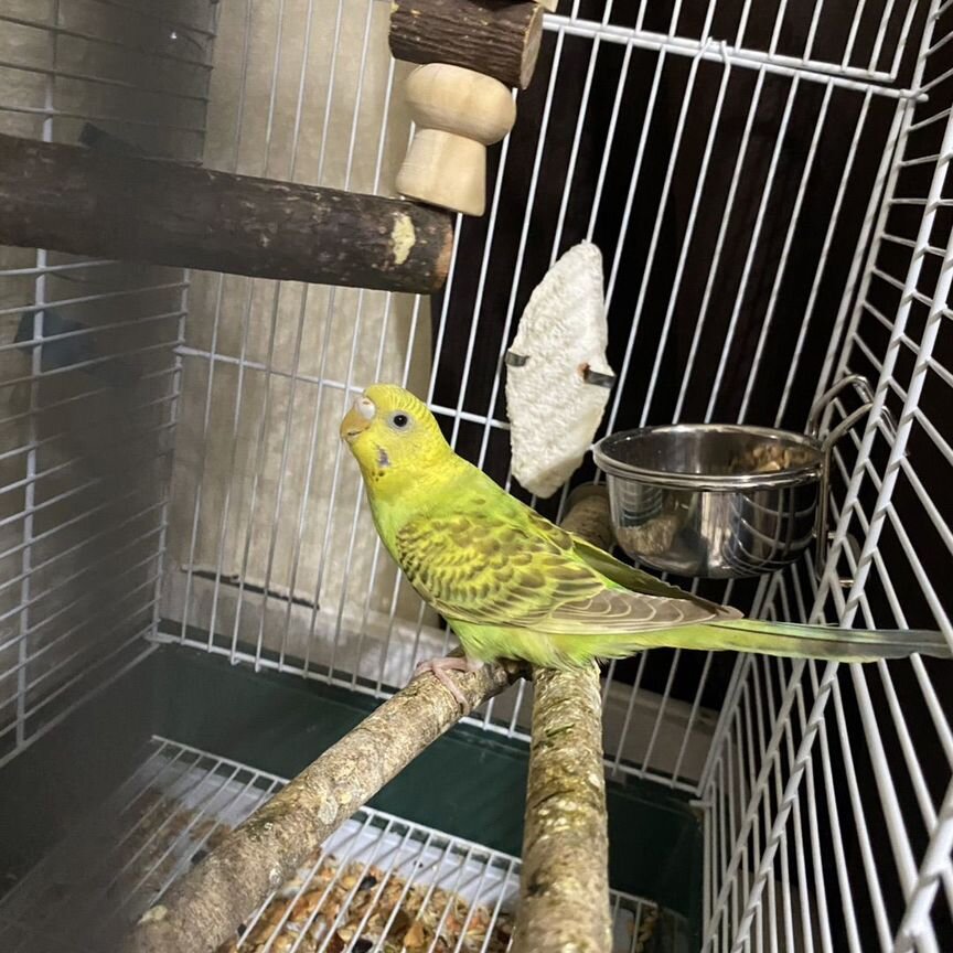 Попугай с клеткой