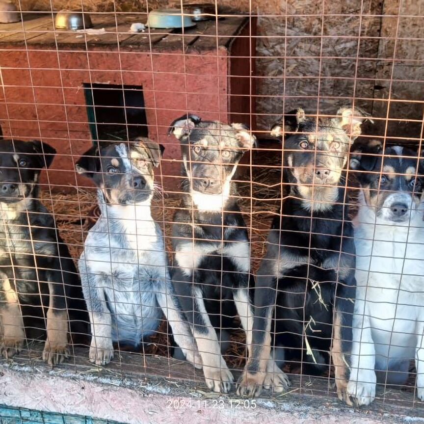 Отдам щенков дворняг в добрые руки