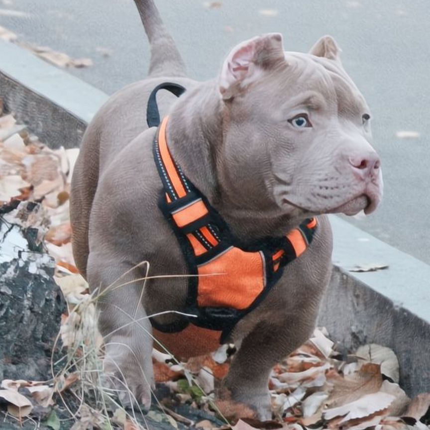 Американский булли, щенок