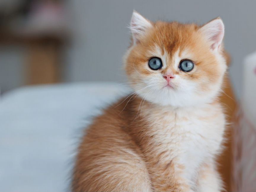 Котята британская золотая шиншилла