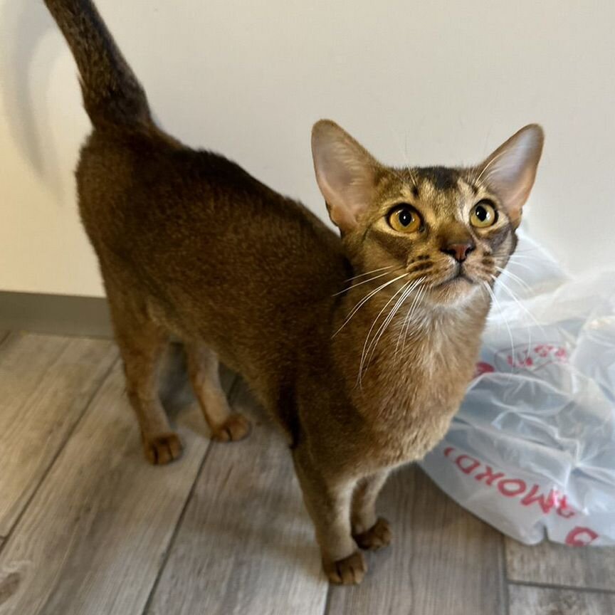 Абиссинская кошка бесплатно