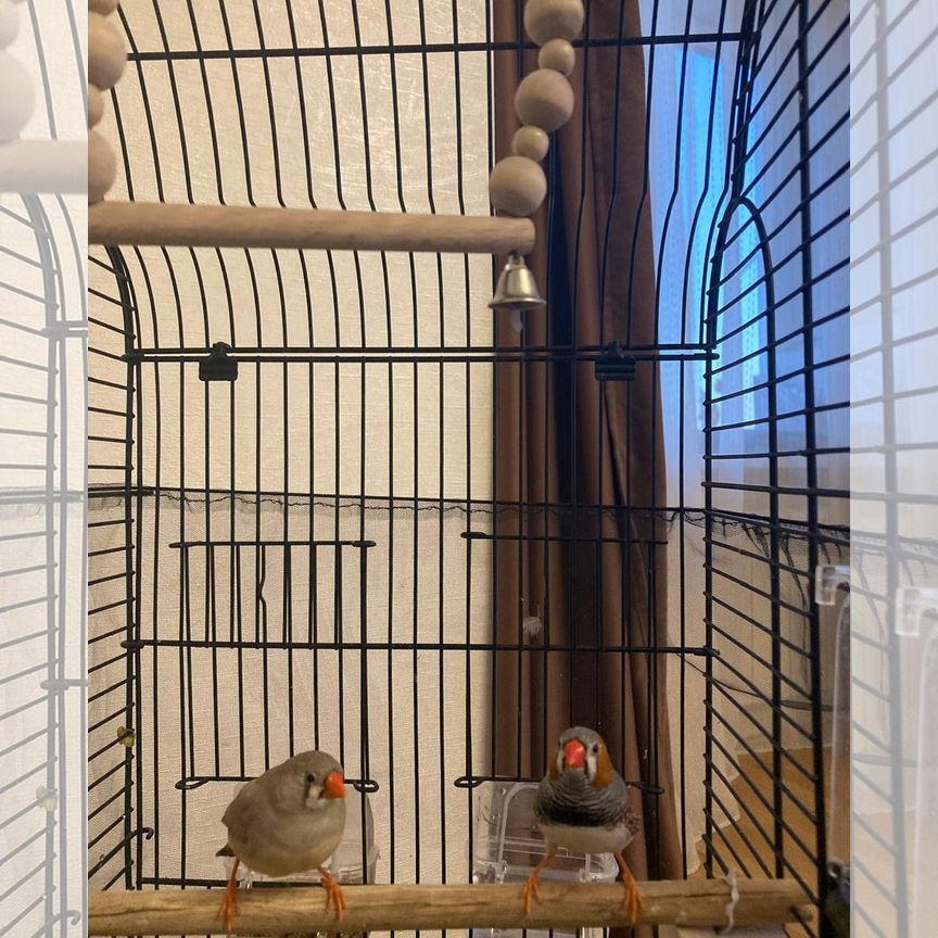 Птички Амадины