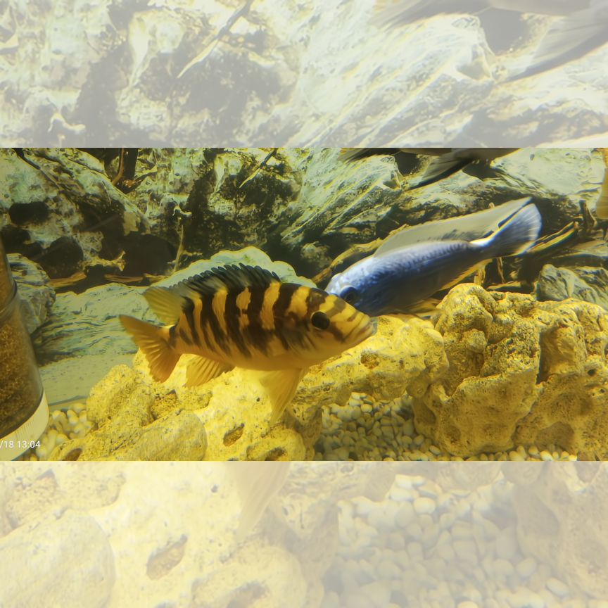 Аквариумные рыбки