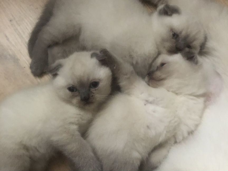 Котята Scottish fold