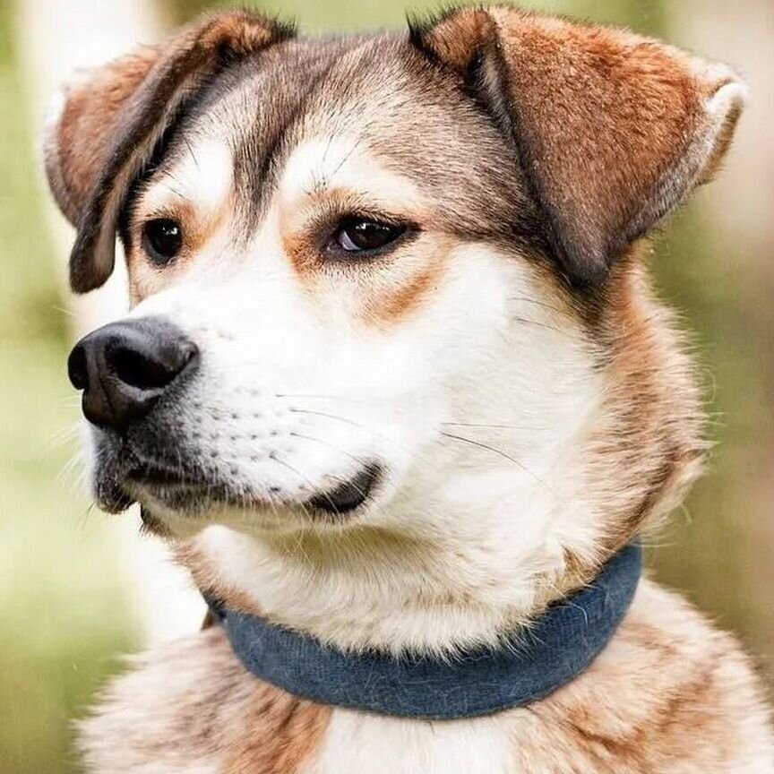 Красивый пёс грустит в приюте