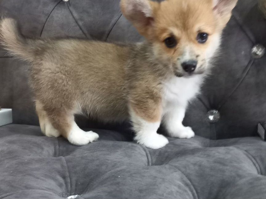 Вельш-корги пемброк