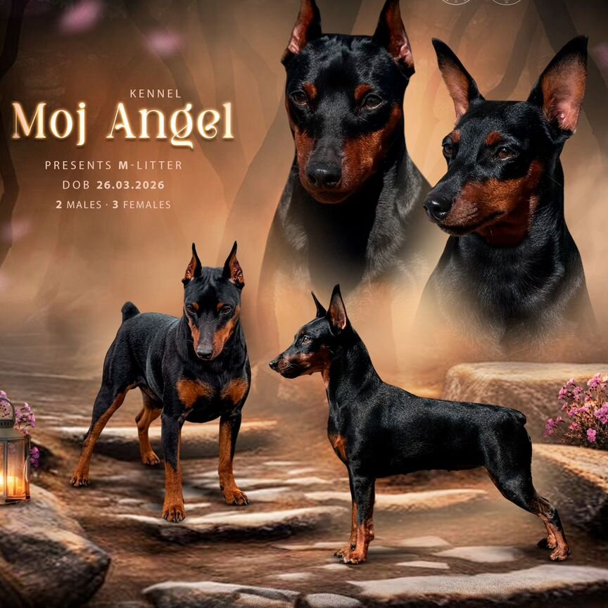 Цвергпинчер, щенок