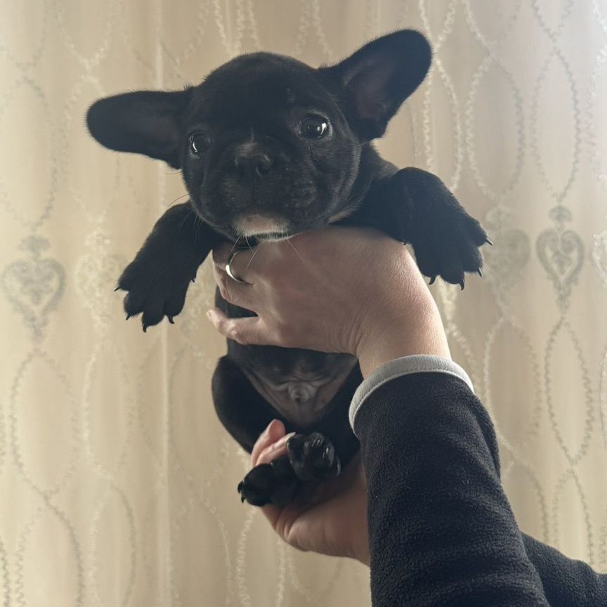 Французский бульдог, щенок