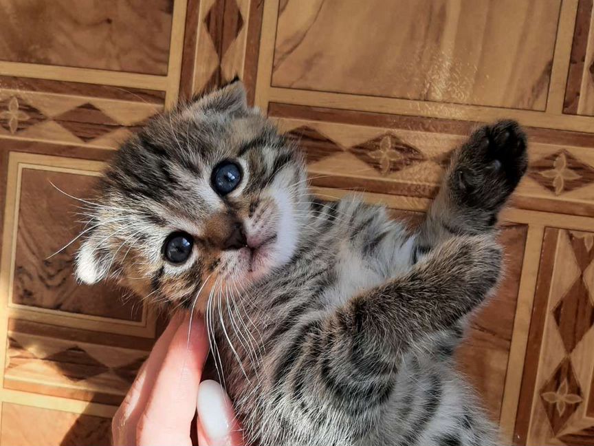 Котята вислоухие/прямоухие