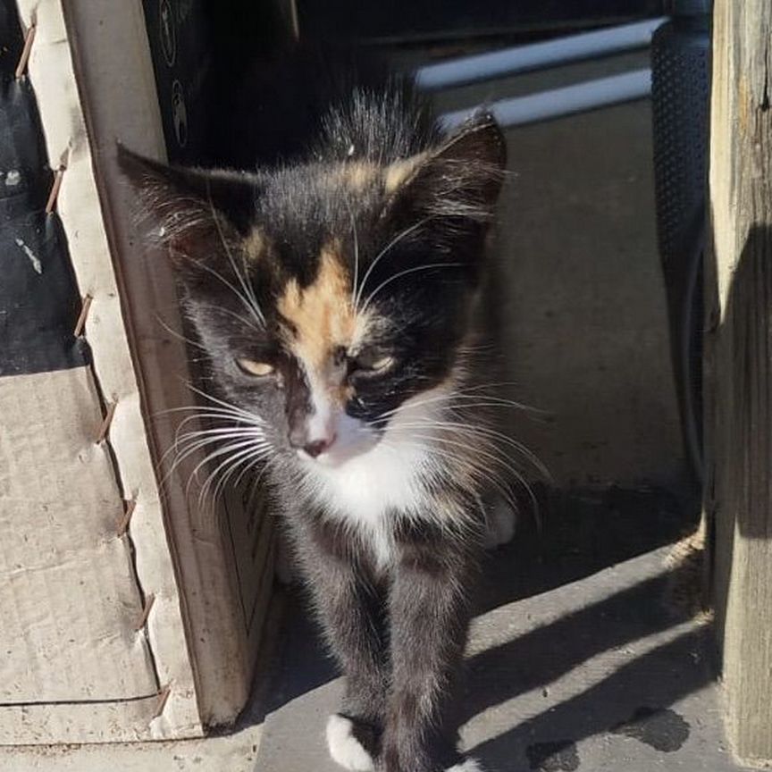 Котенок в добрые руки