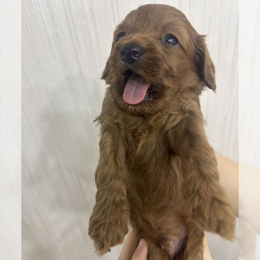 Мальтипу, щенок