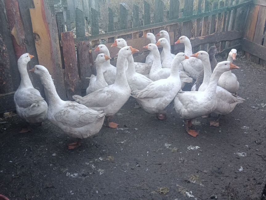 Продам гусей