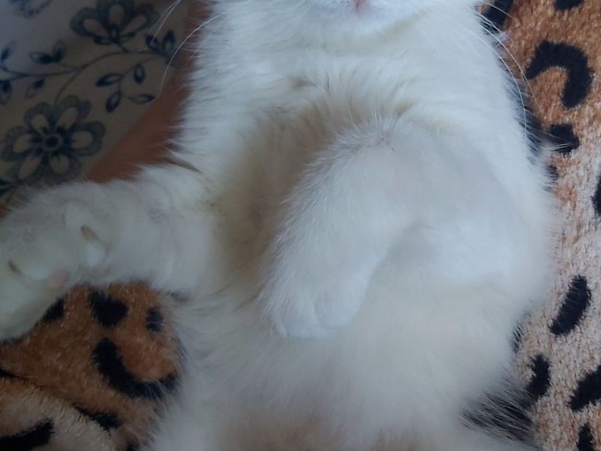 Котик в добрые руки