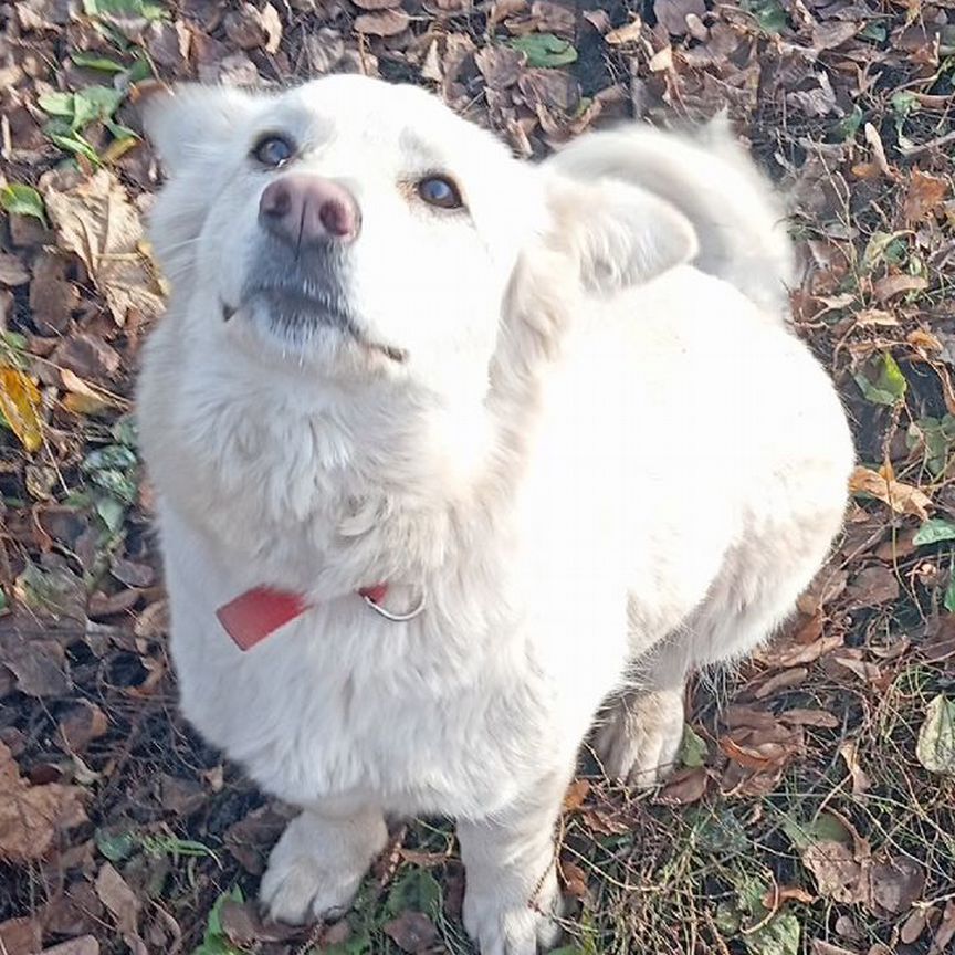 Взрослая собака в добрые руки