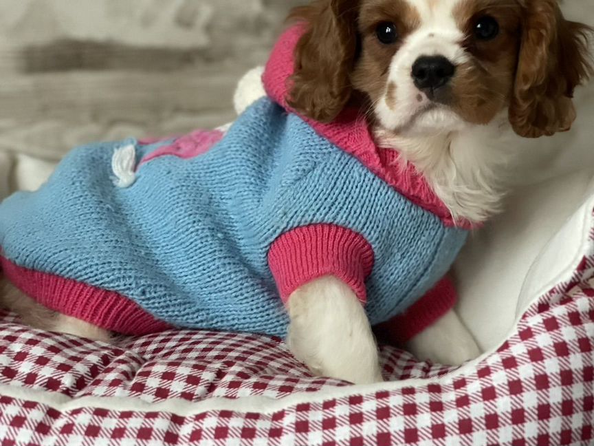 Кавалер кинг чарльз