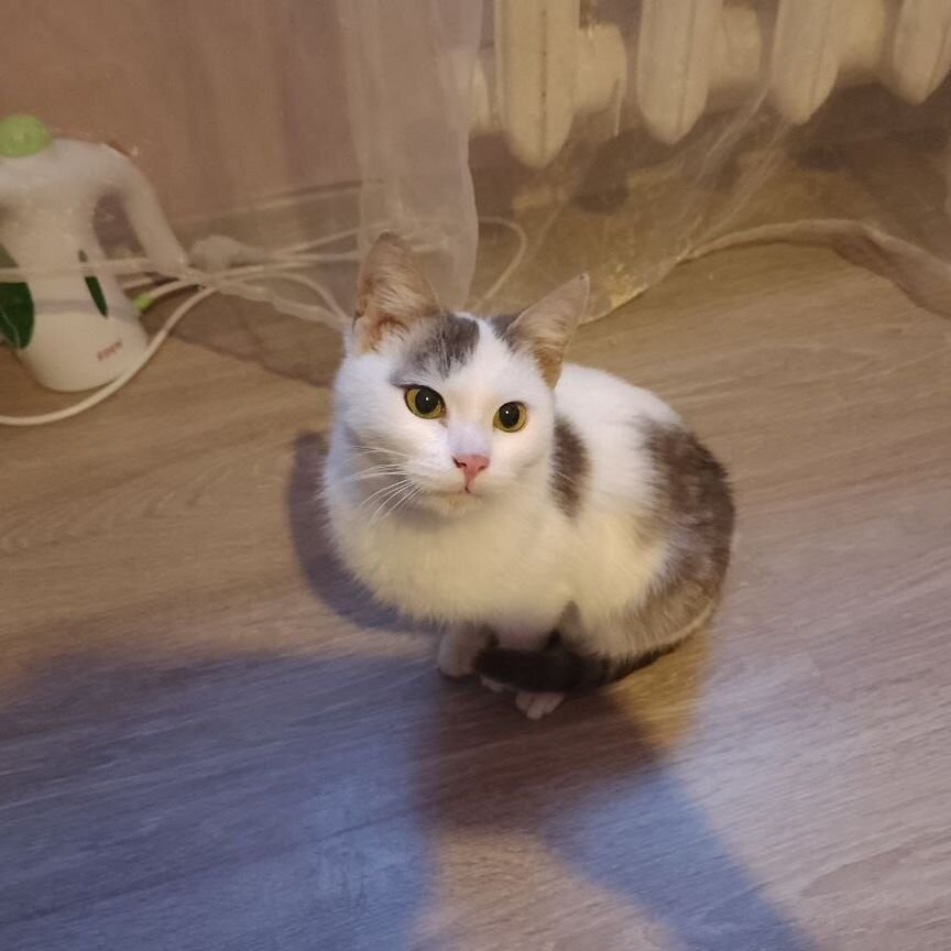 Помогите котёнку