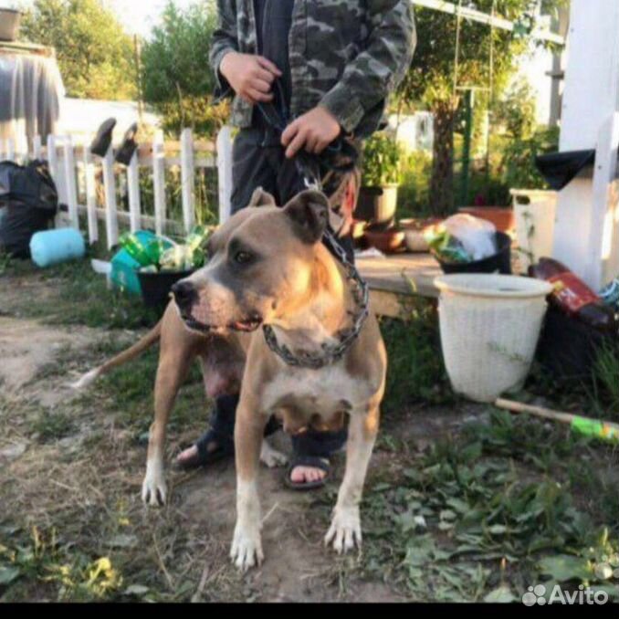 Метисы стаффа