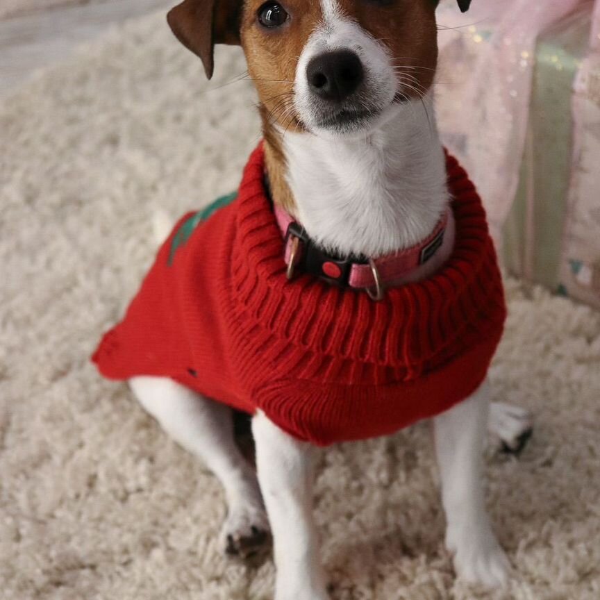 Джек рассел терьер