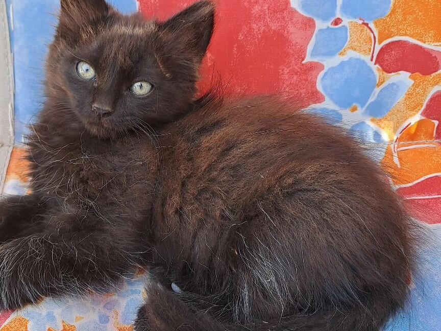 Отдам в добрые руки котят