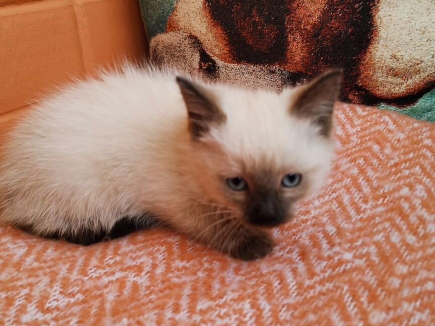 Котёнок тайский окрас 1,5 месяца
