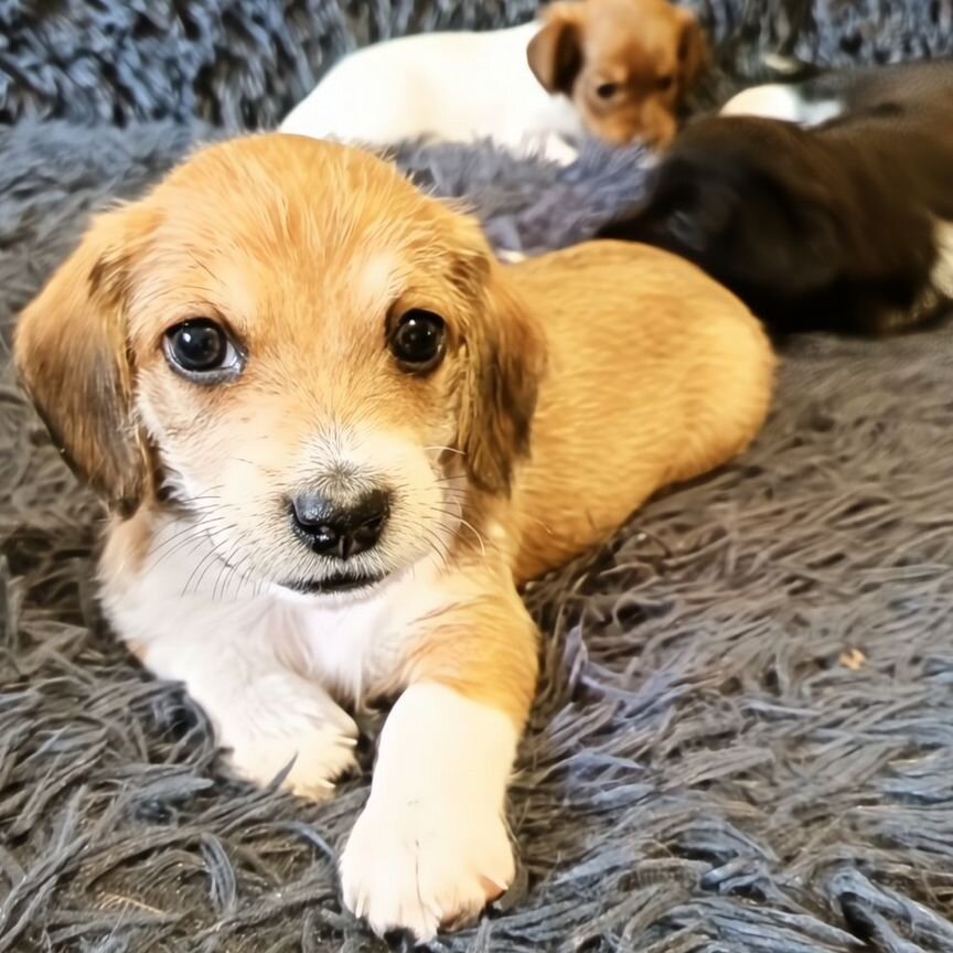 Такса, щенок