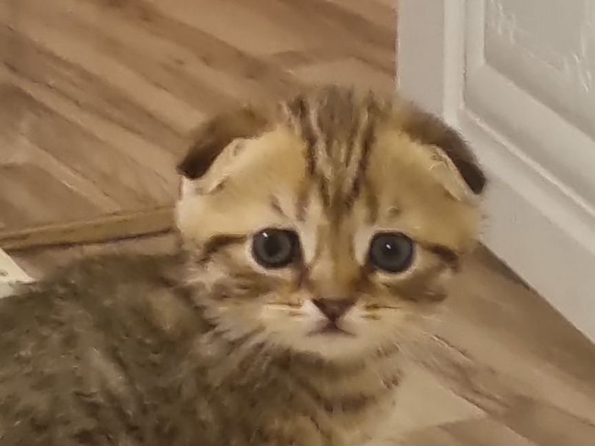 Продаю шотланских котят