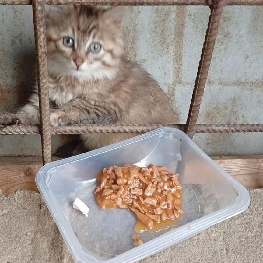Котенок пушистый в добрые руки
