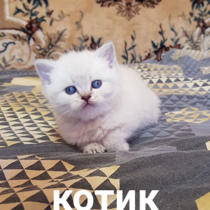 Домашние животные котята
