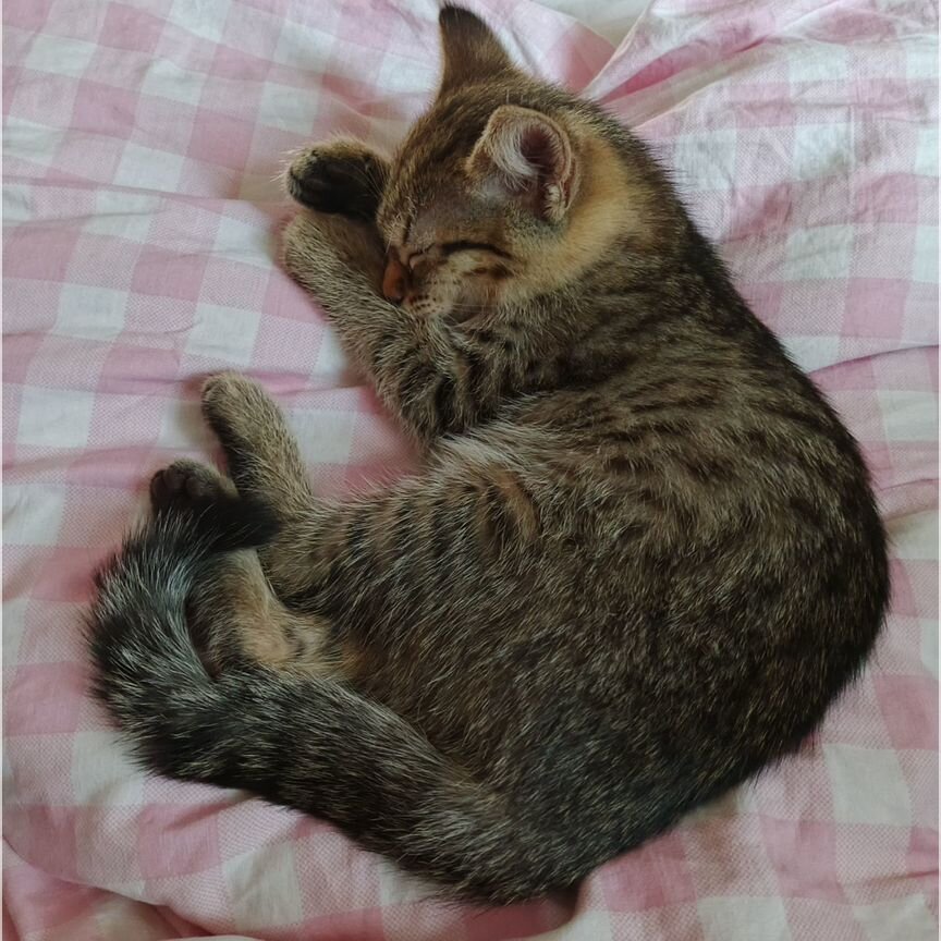 Котенок девочка серая