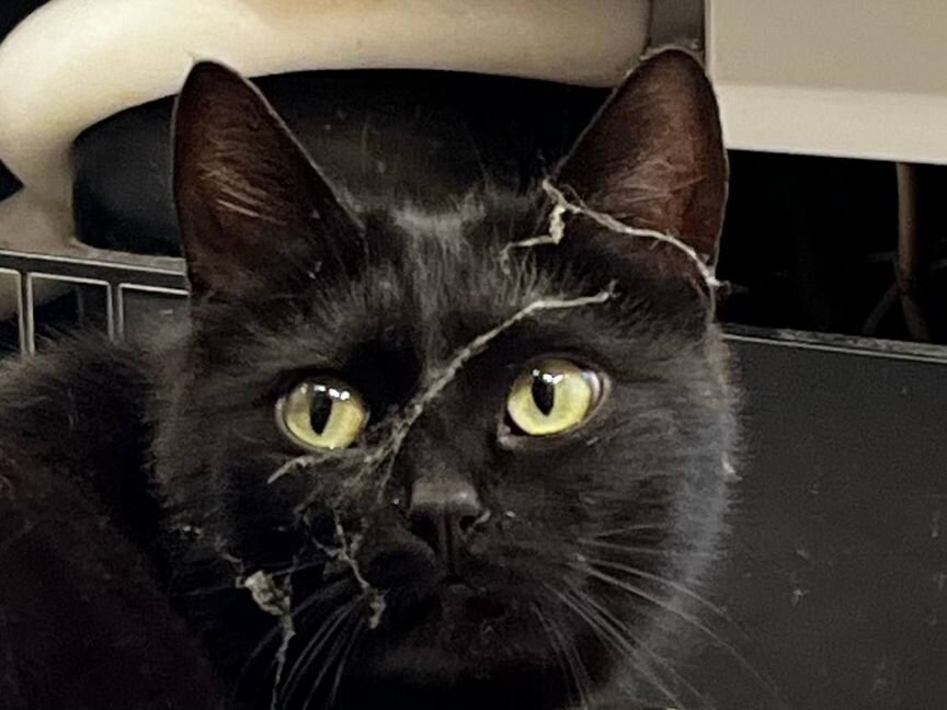 Отдадим в добрые руки черную кошечку (Фитилёк)